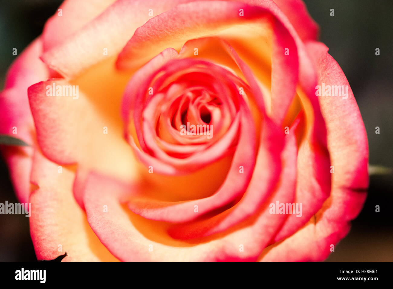 close up of single rose Stock Photo - Alamy