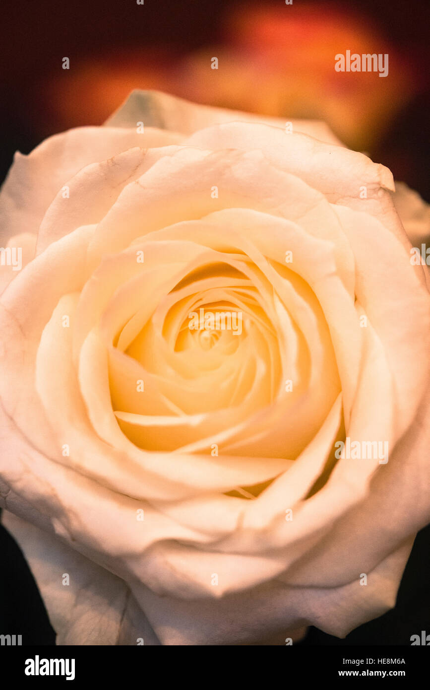 close up of single rose Stock Photo - Alamy