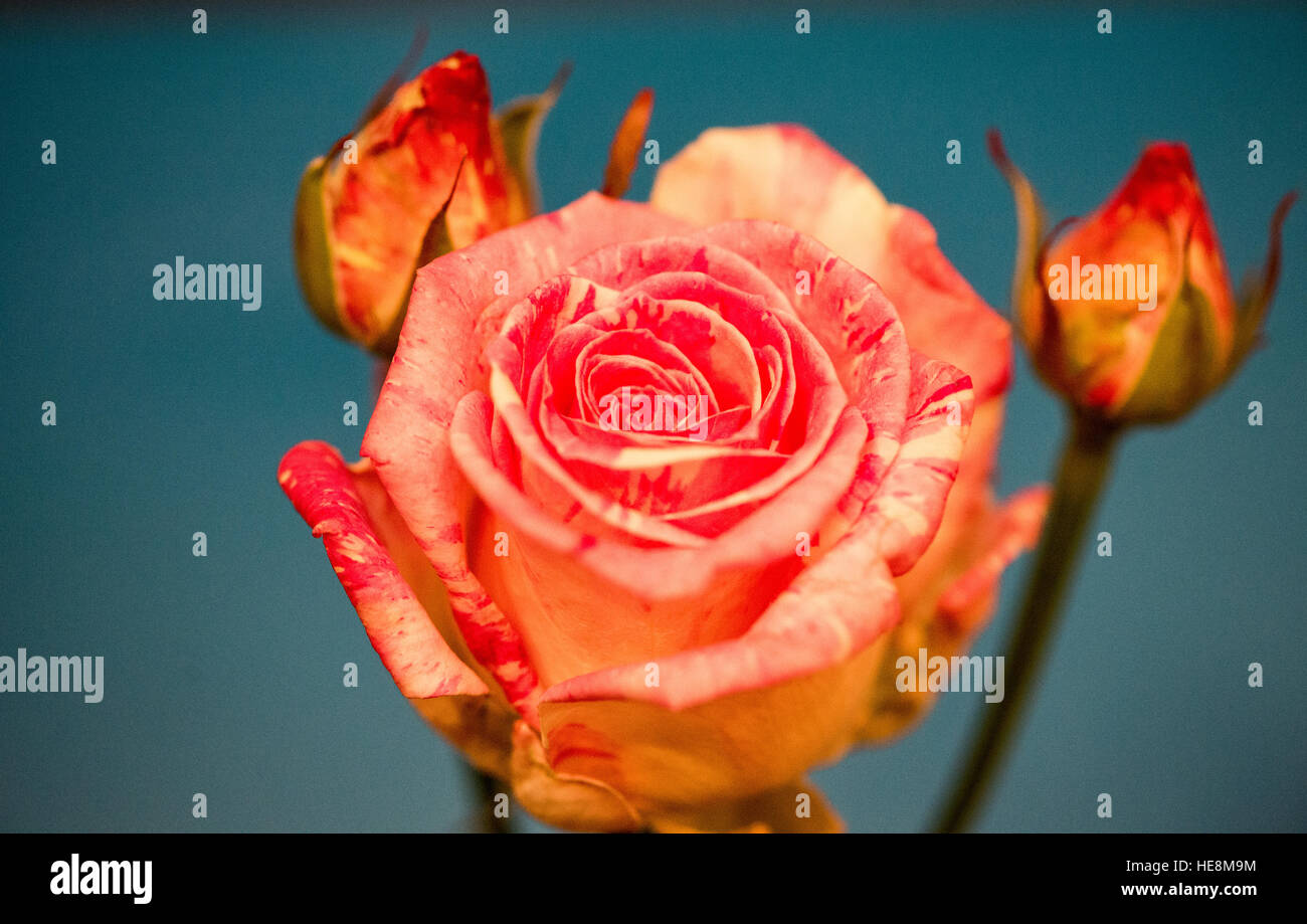 close up of single rose Stock Photo - Alamy