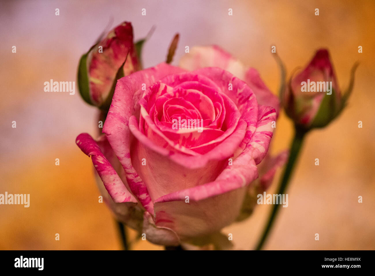 Single rose hi-res stock photography and images - Alamy