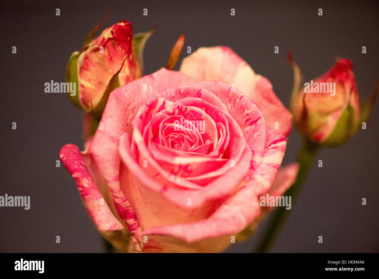 Single rose hi-res stock photography and images - Alamy