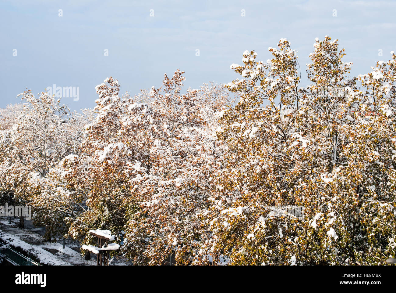 snow on trees Stock Photo - Alamy