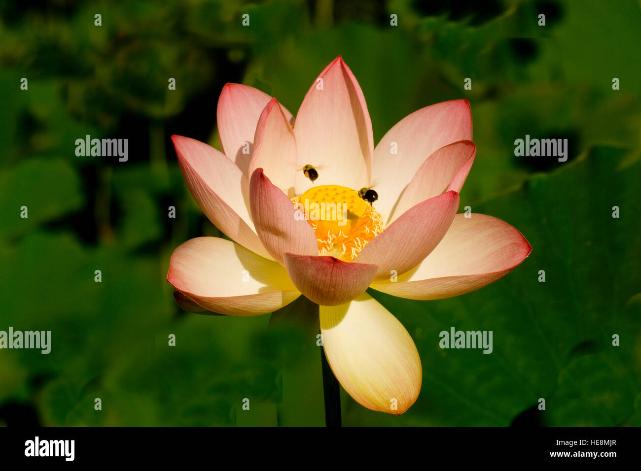 Purple lotus flower with bumble bees Stock Photo - Alamy