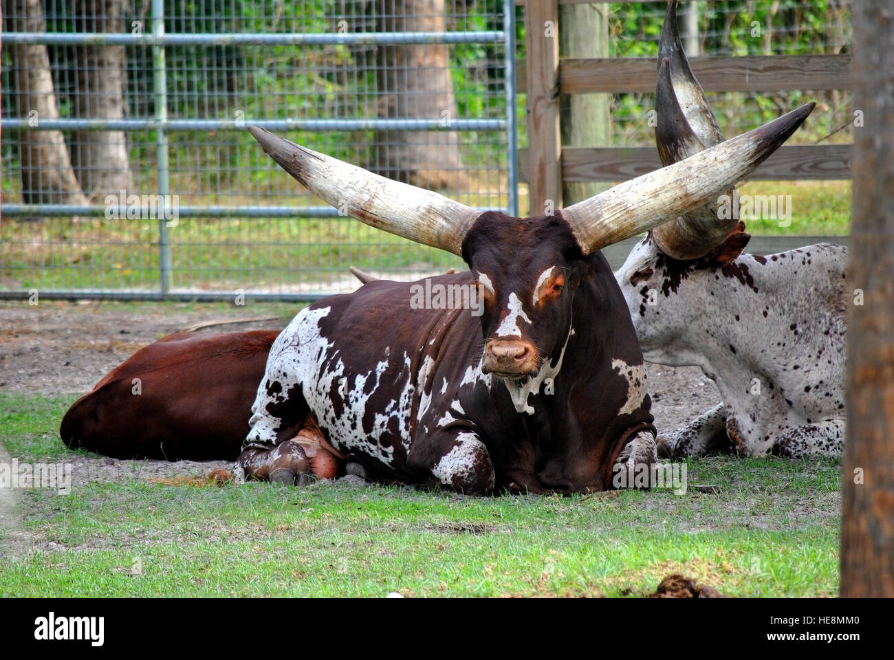 Texas longhorn cattle lying down Stock Photo - Alamy