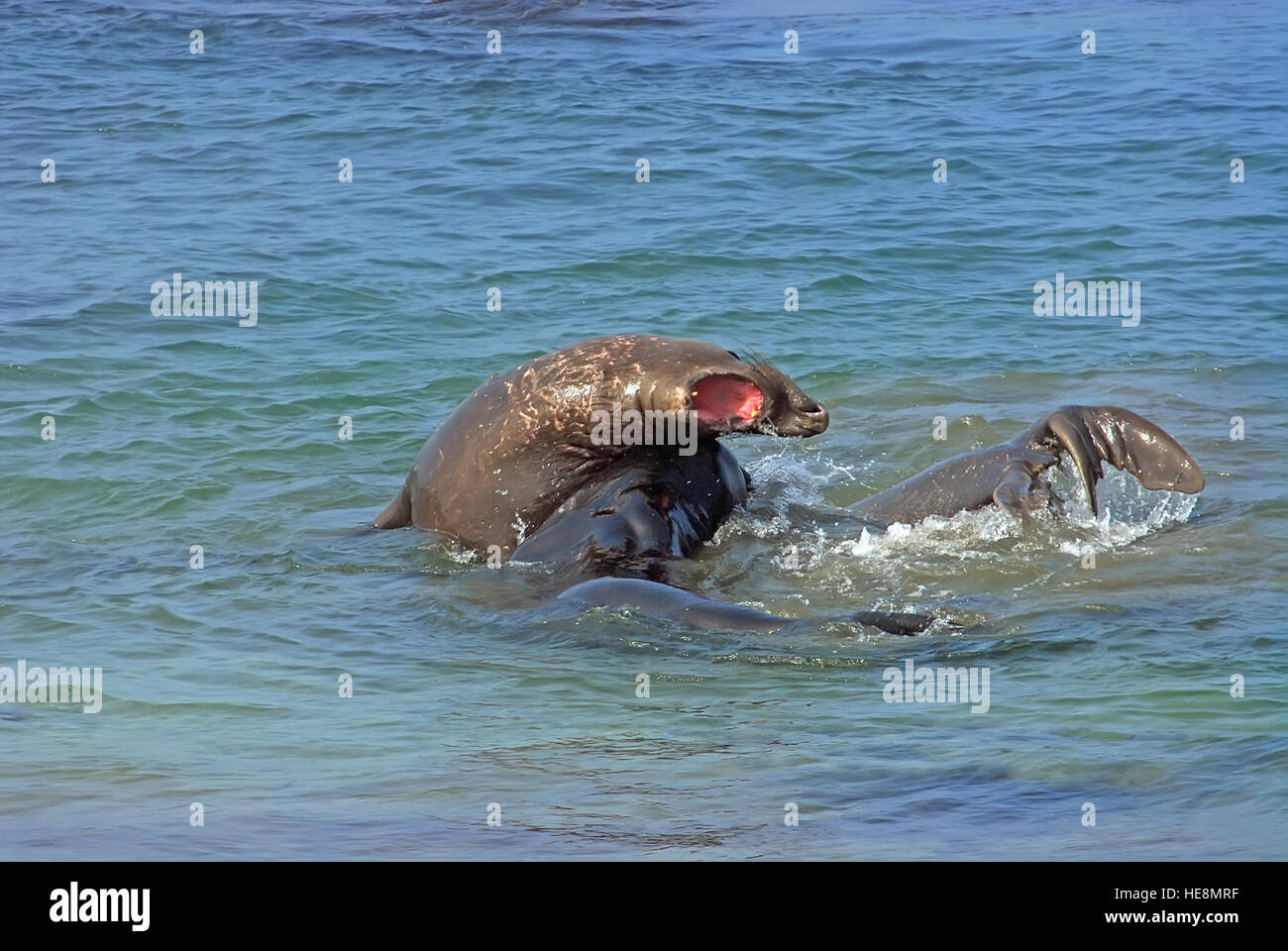 Angry seals hi-res stock photography and images - Alamy