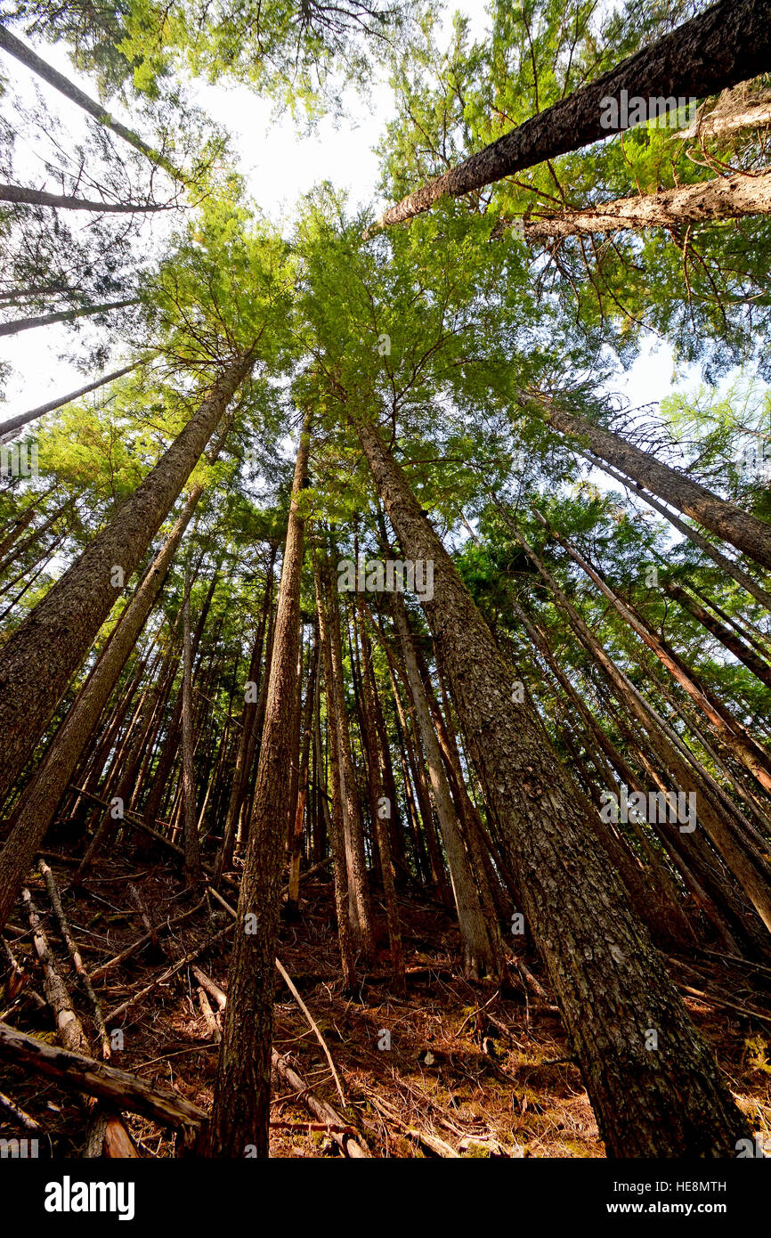 Canopy floor hi-res stock photography and images - Alamy
