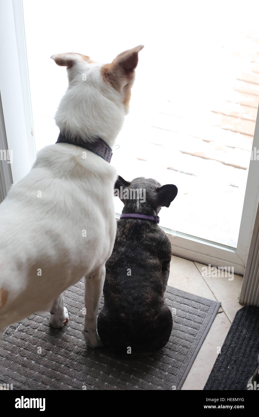 Two dogs looking out a window Stock Photo - Alamy