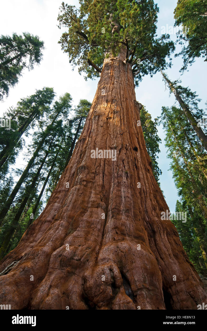 Famous california tree hi-res stock photography and images - Alamy