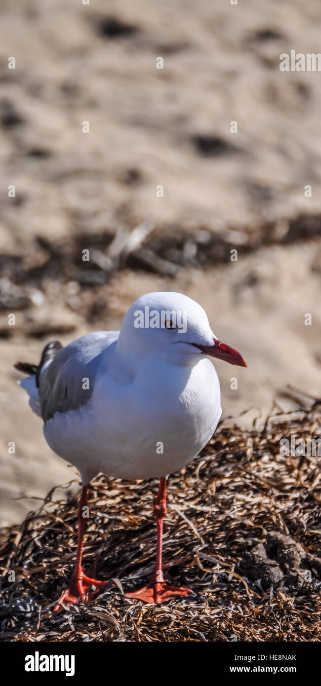 Australian Seagull Standing on Seaweed Stock Photo - Alamy