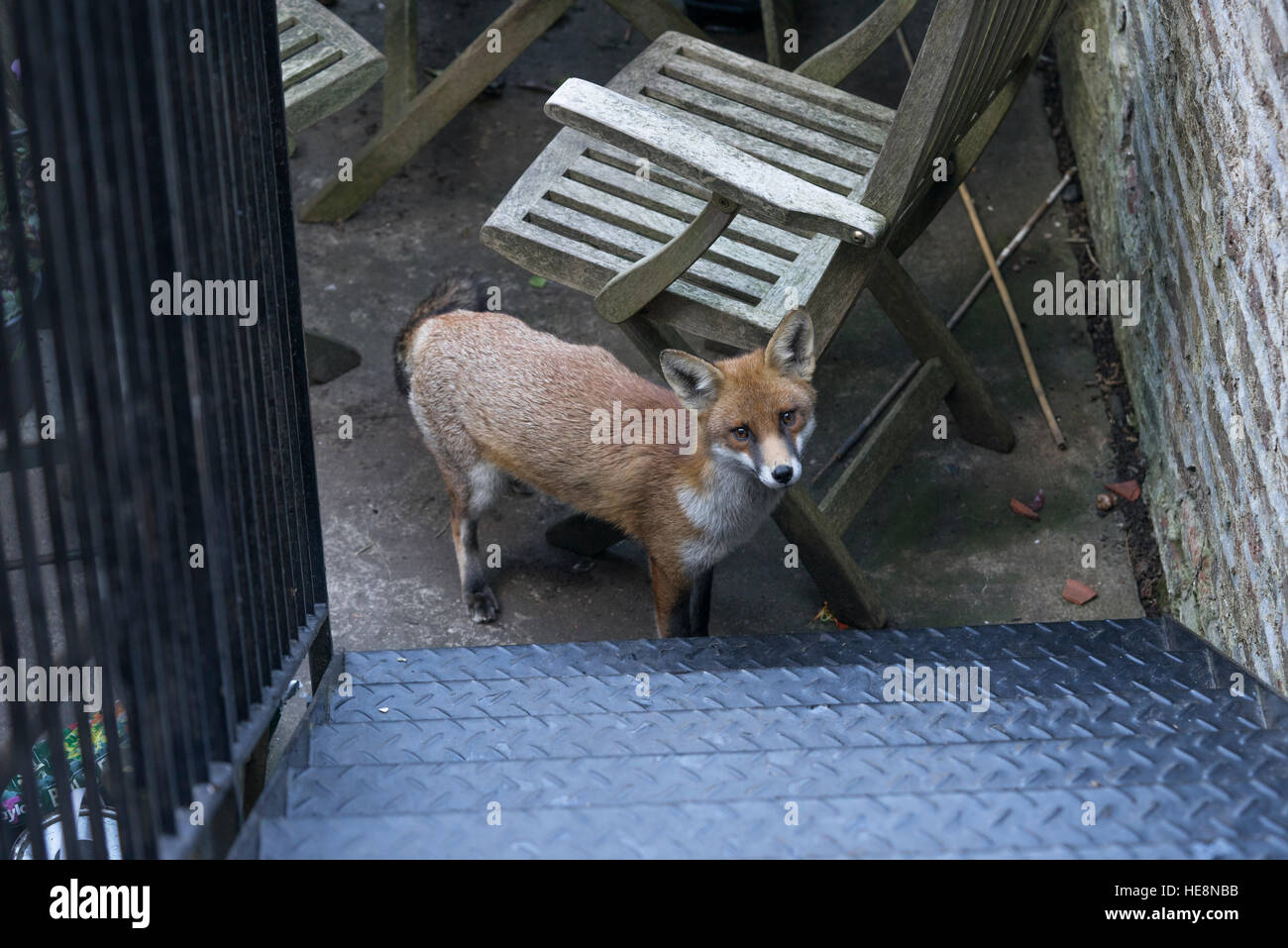 Urban fox in back garden of house in Camden Town London showing how ...