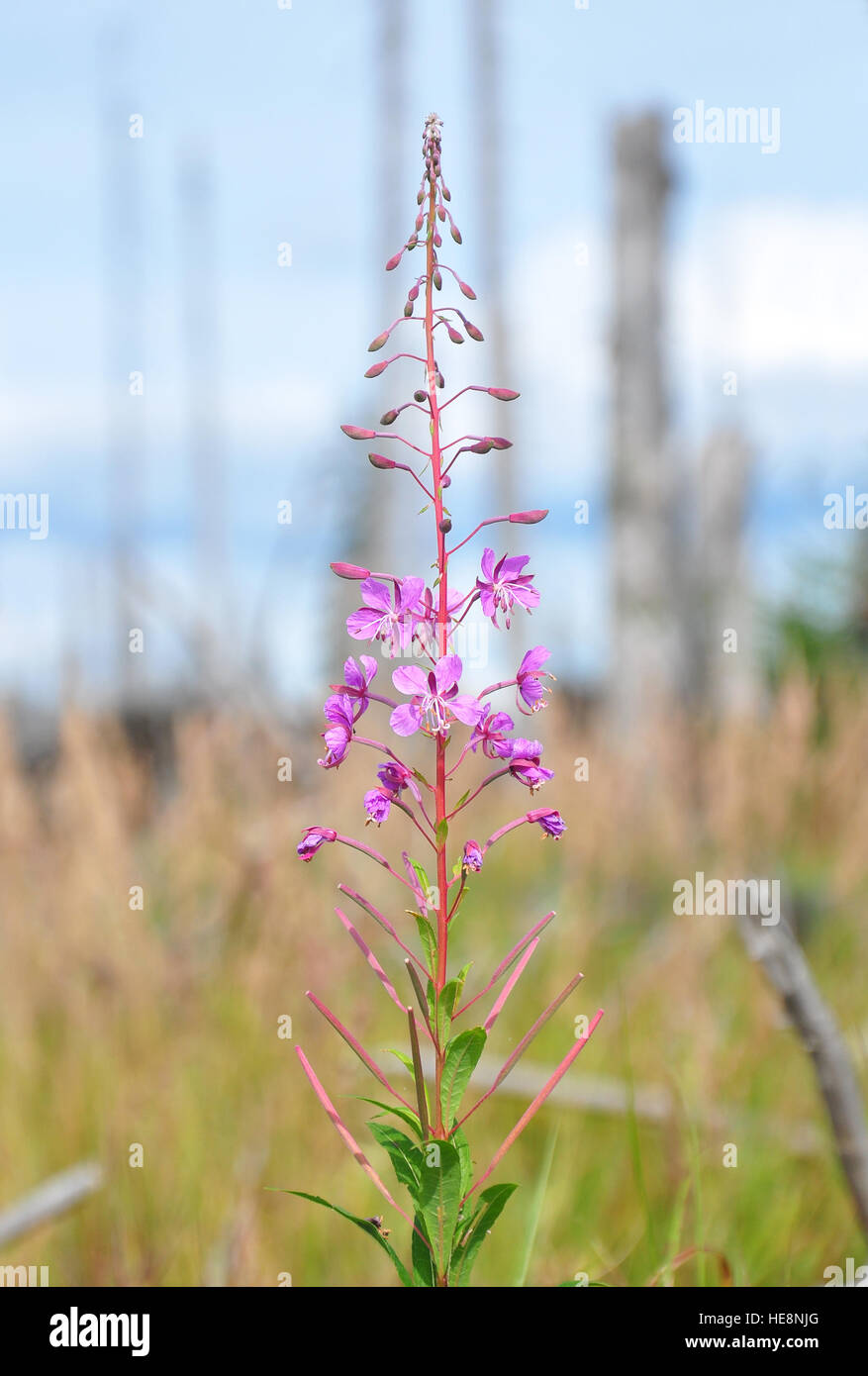 Fireweed (Epilobium angustifolium Stock Photo - Alamy