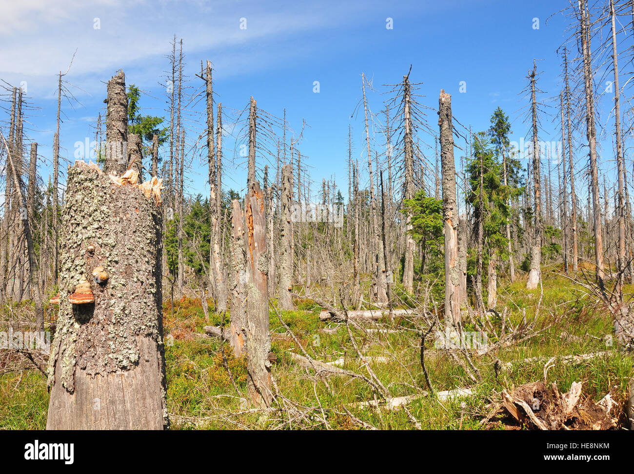 Dead wood in national park Bavarian Forest Stock Photo - Alamy