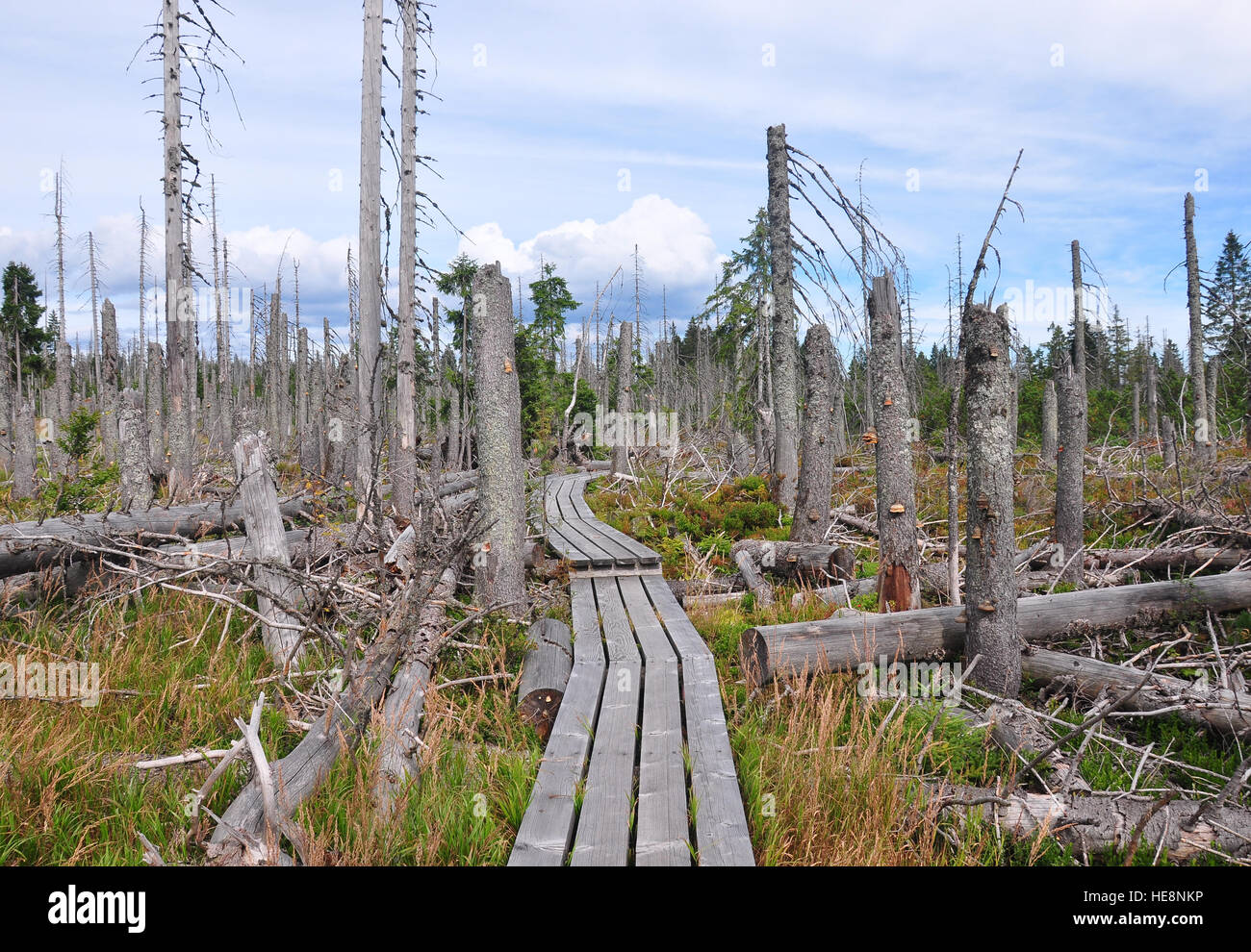 Dead wood in national park Bavarian Forest Stock Photo - Alamy