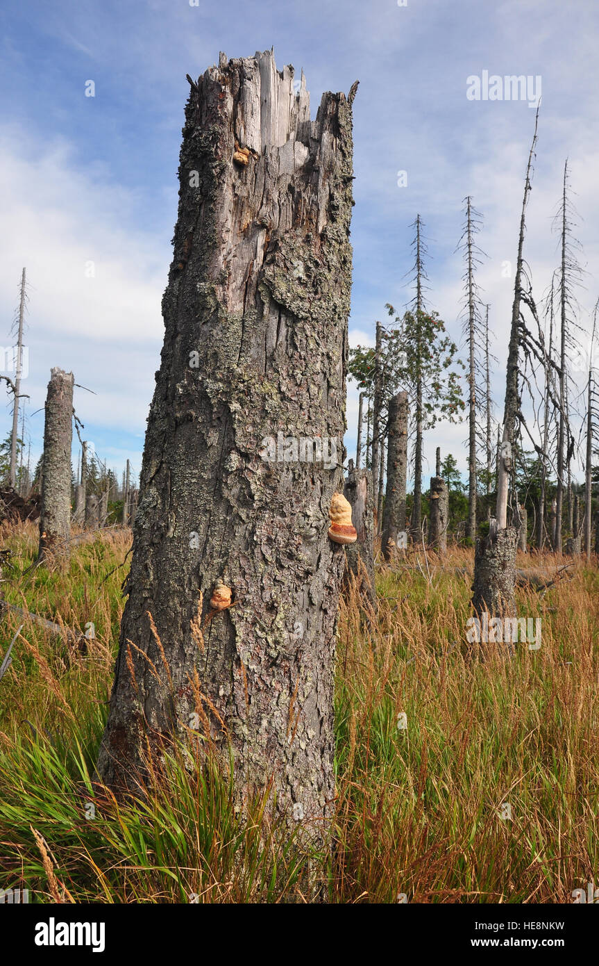 Dead wood in national park Bavarian Forest Stock Photo - Alamy