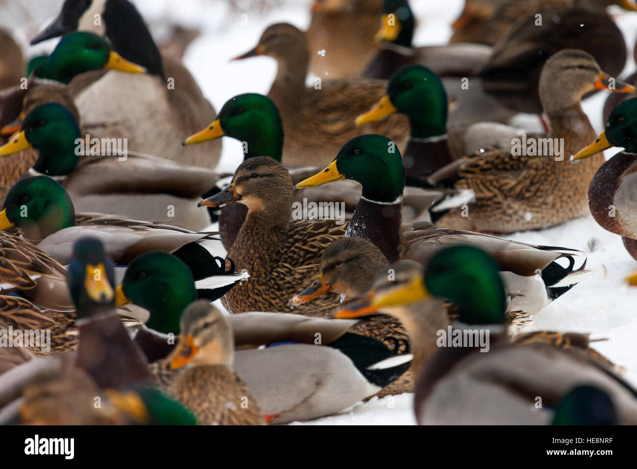 Ducks and Canadian Geese gather along a river valley in Southwestern ...