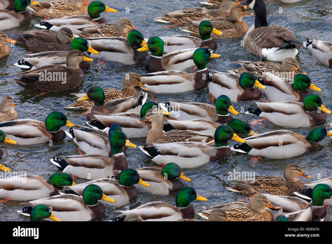 Ducks and Canadian Geese gather along a river valley in Southwestern ...