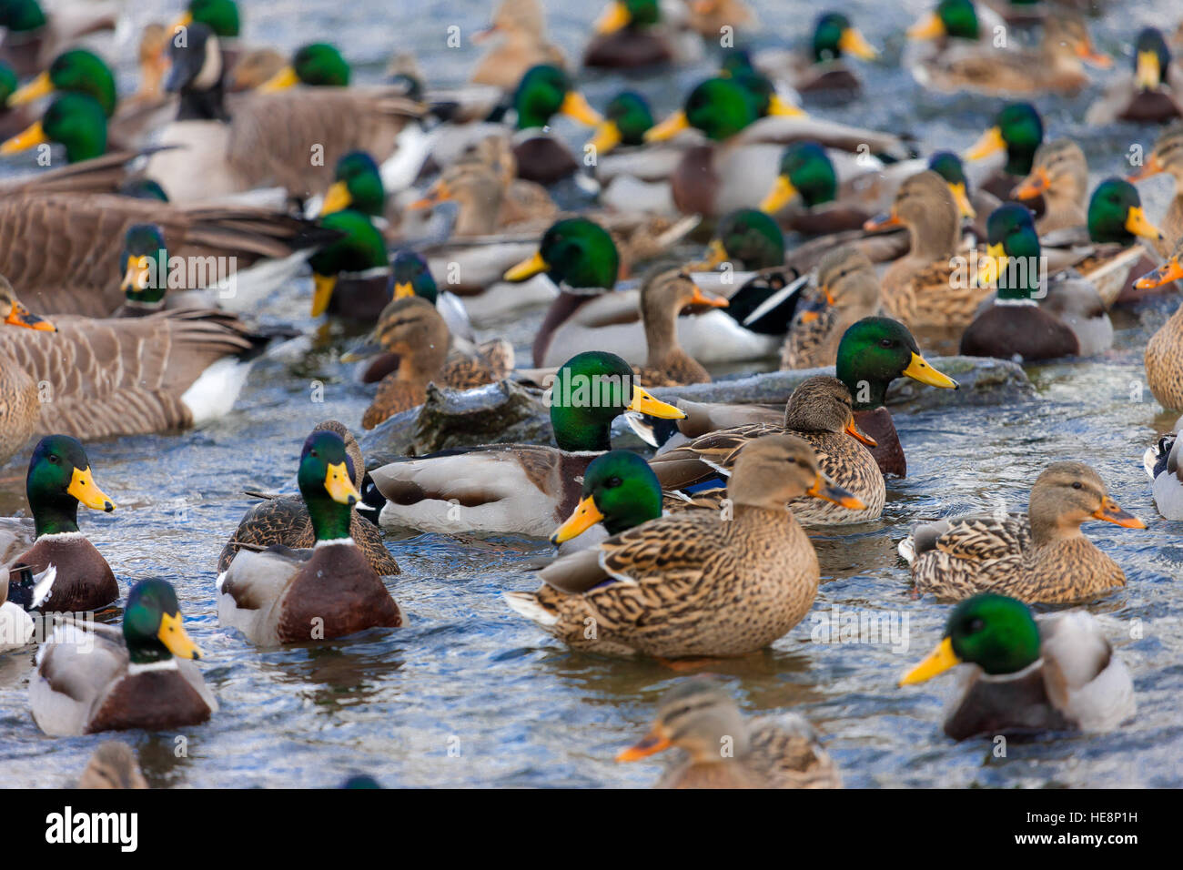 Ducks and Canadian Geese gather along a river valley in Southwestern ...