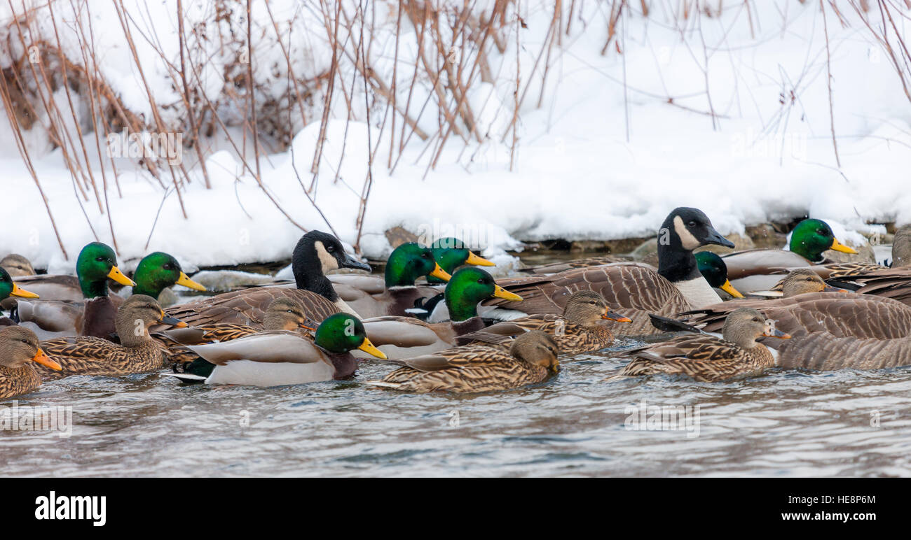 Ducks and Canadian Geese gather along a river valley in Southwestern ...