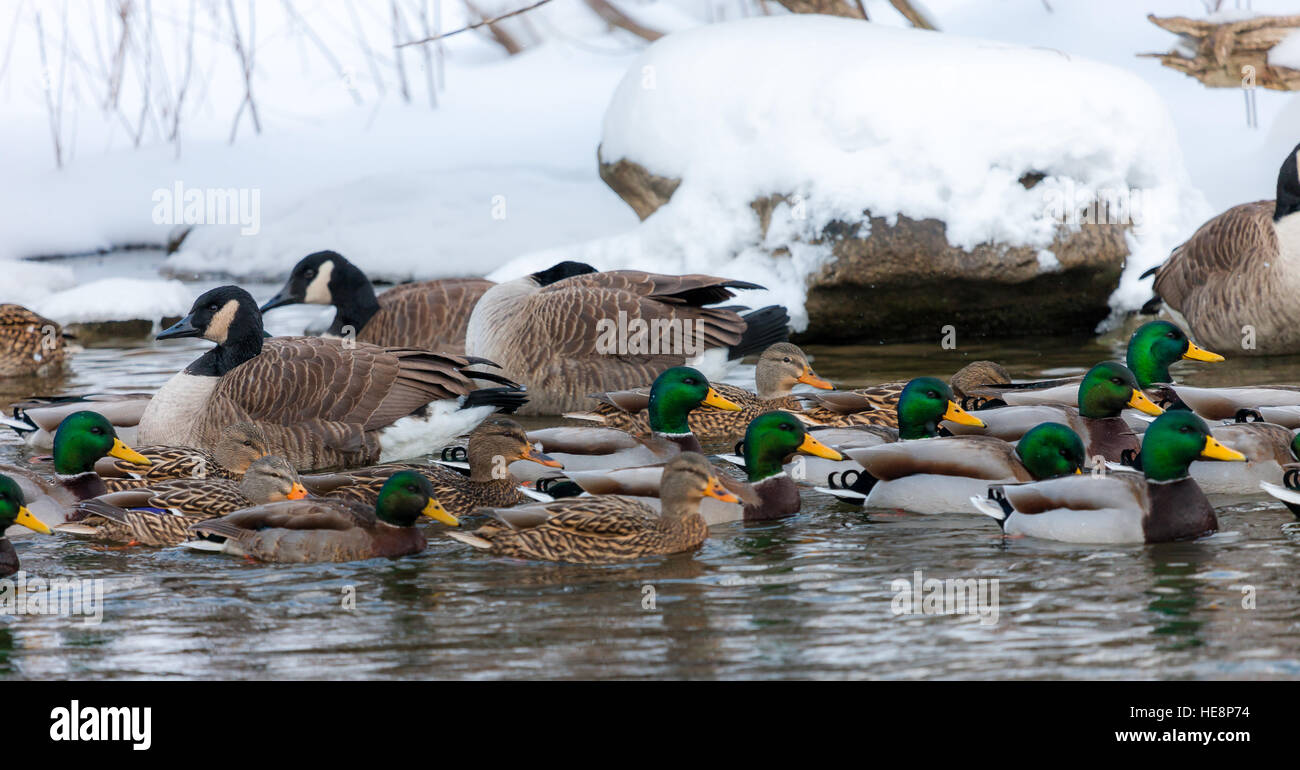 Ducks and Canadian Geese gather along a river valley in Southwestern ...