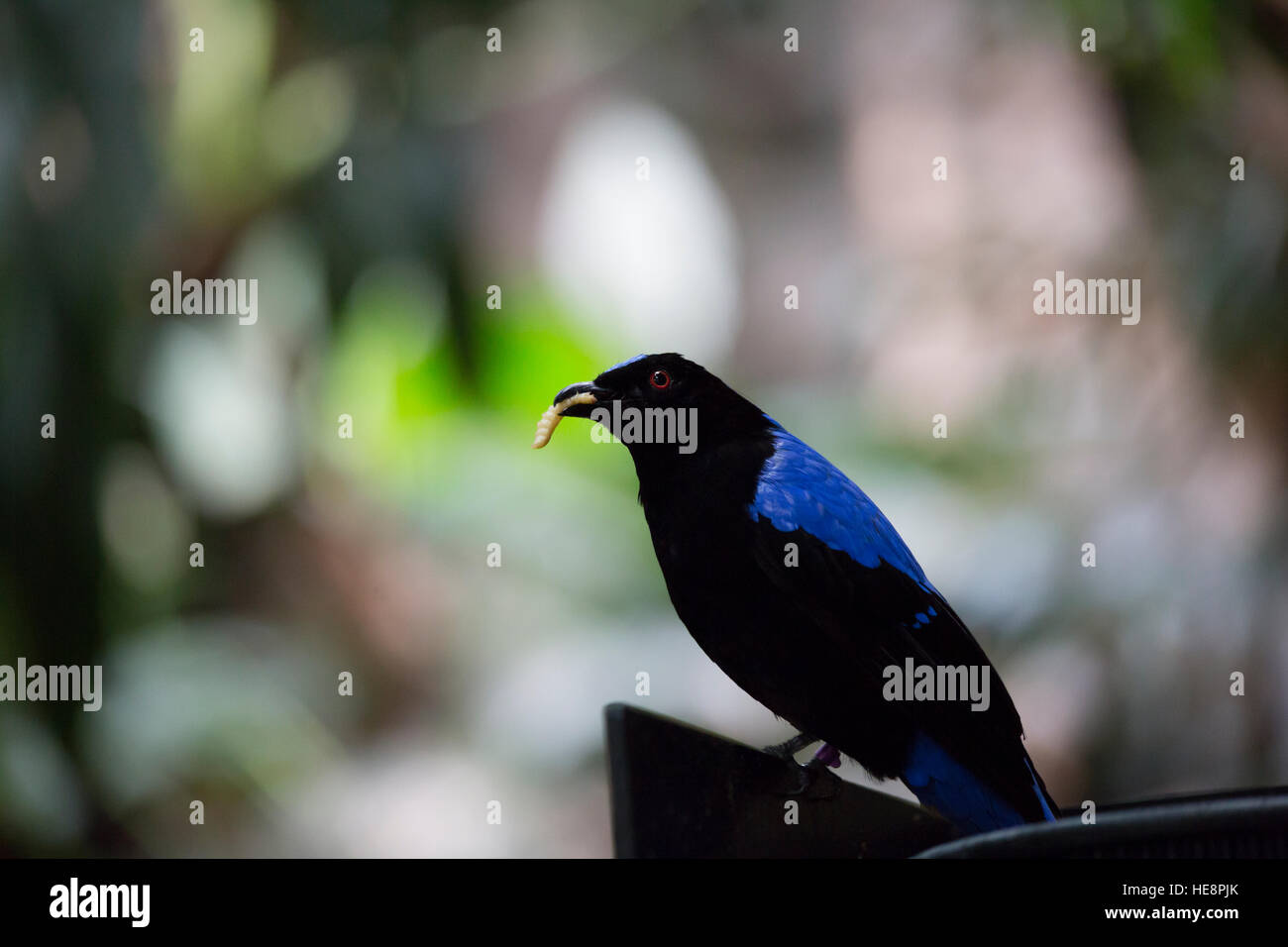 Palawan fairy bluebird hi-res stock photography and images - Alamy