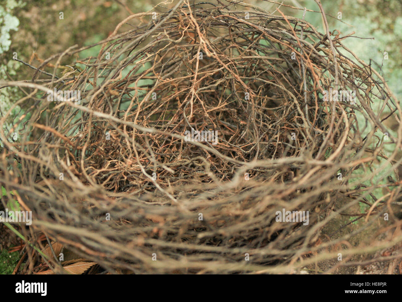 Closeup of empty bird nest Stock Photo - Alamy