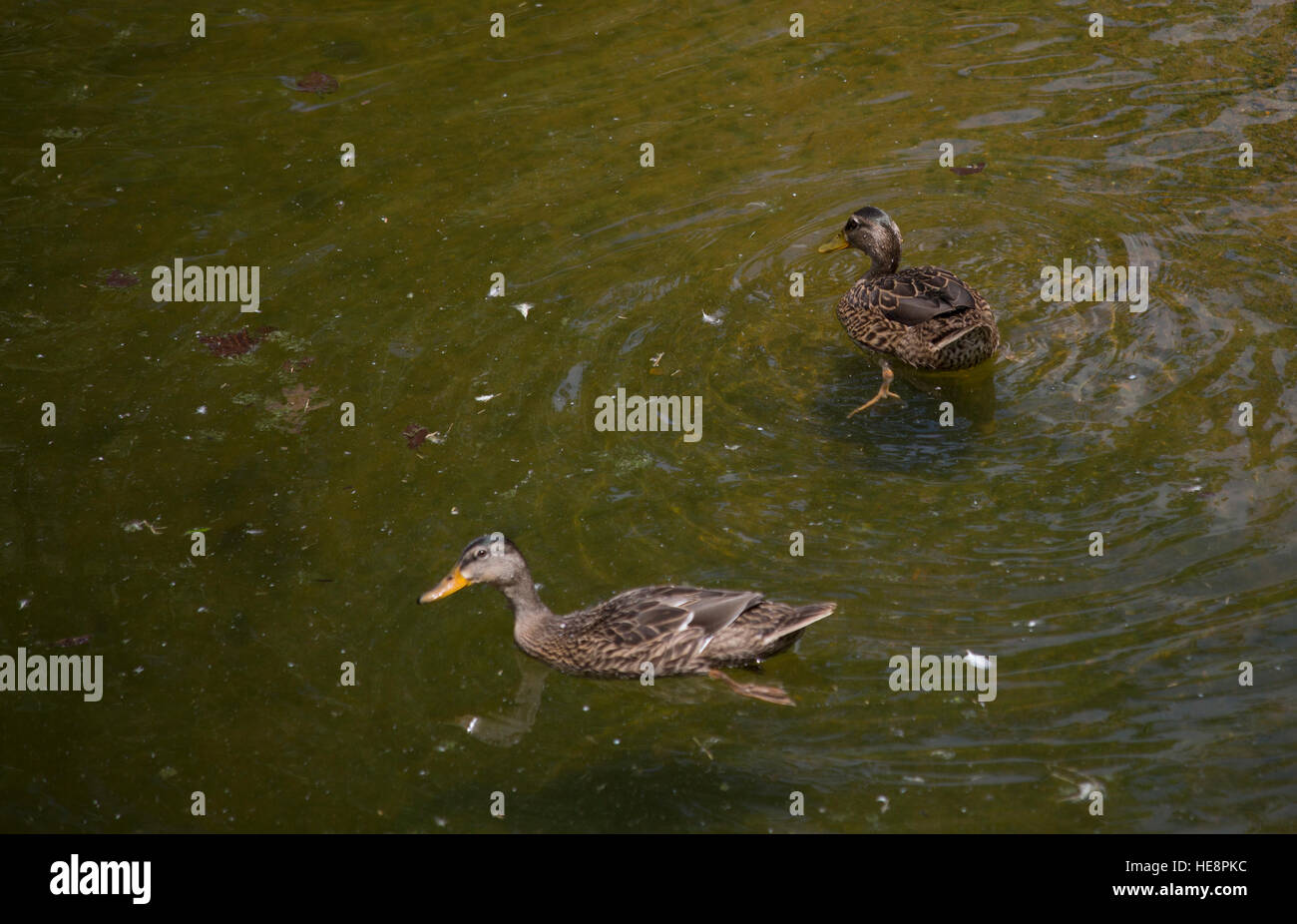 American black duck hens (Anas rubripes) diving for food Stock Photo ...