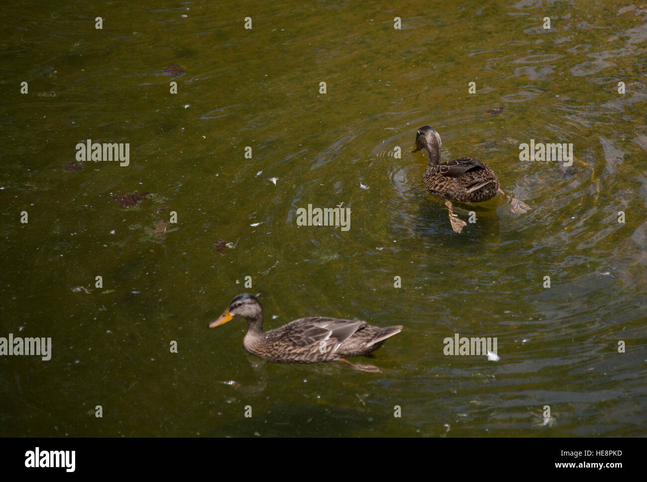American black duck hens (Anas rubripes) diving for food Stock Photo ...
