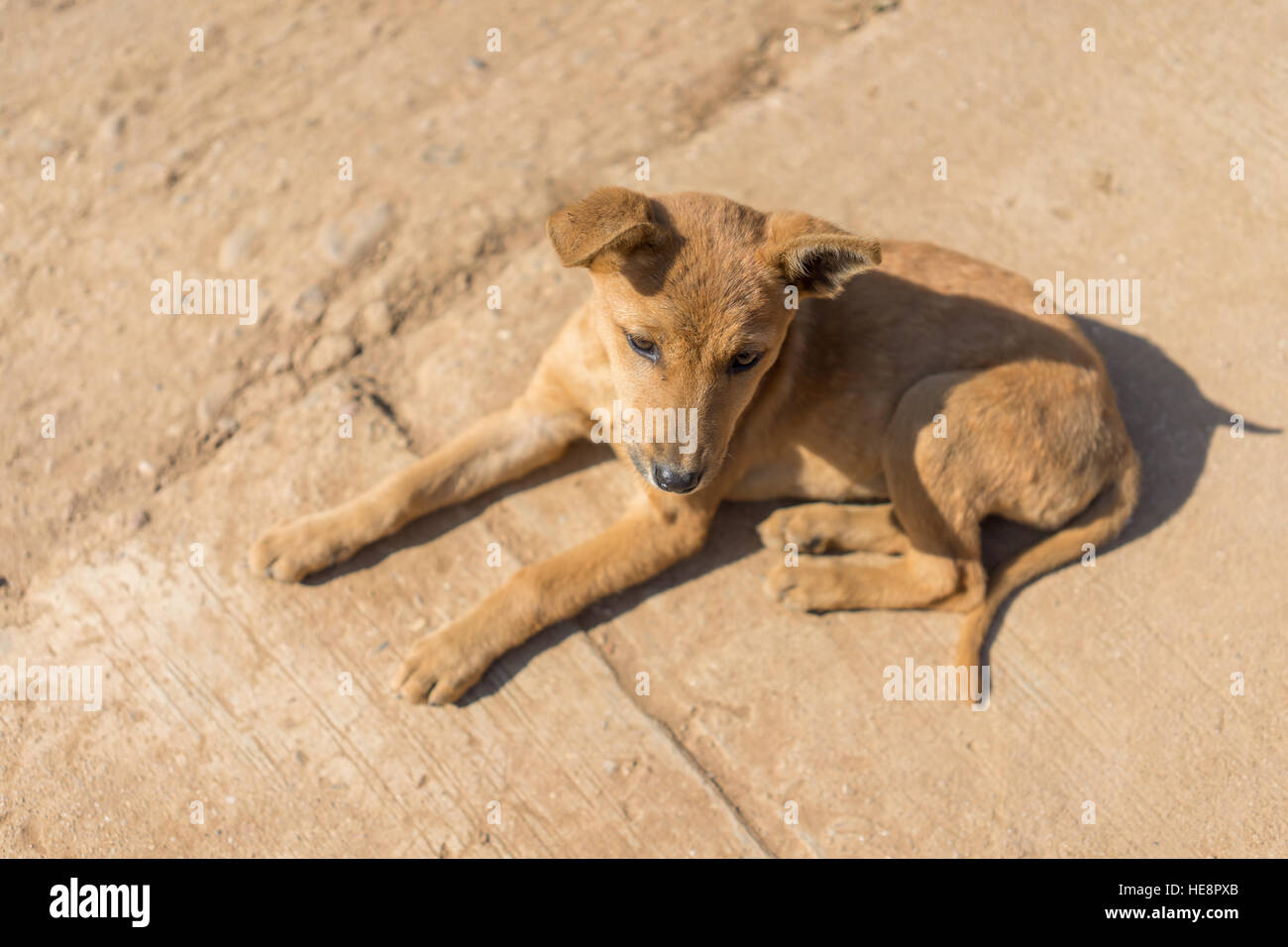 Thai native little dog Sitting sunbathe in the morning Stock Photo - Alamy