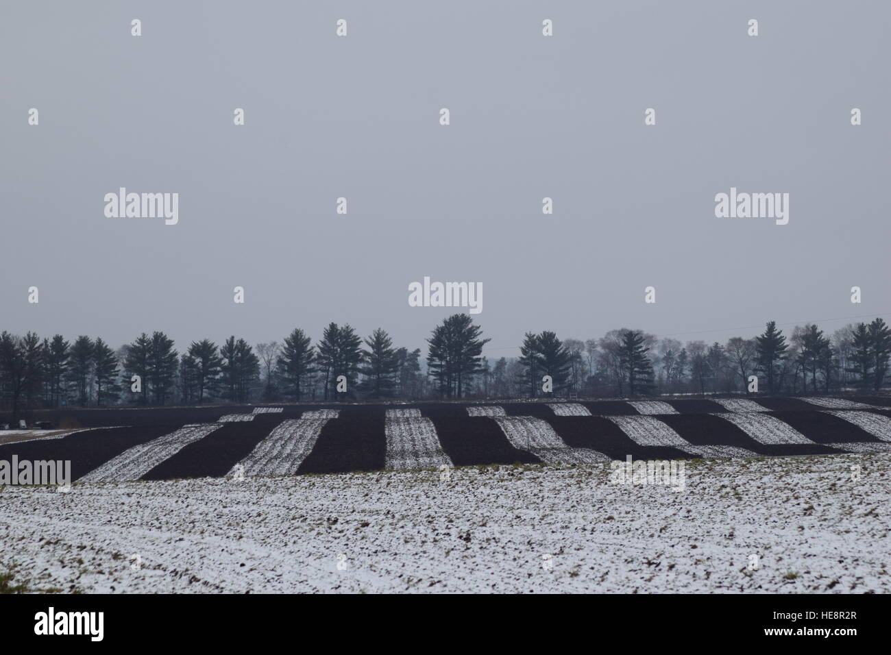 Stripes in the Field Stock Photo - Alamy