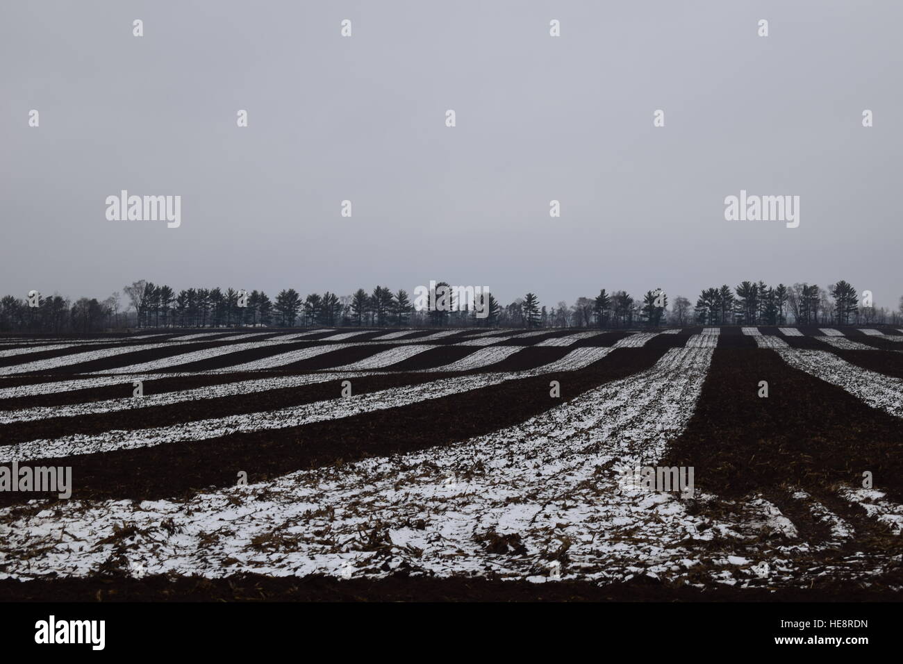 Stripes in nature hi-res stock photography and images - Alamy