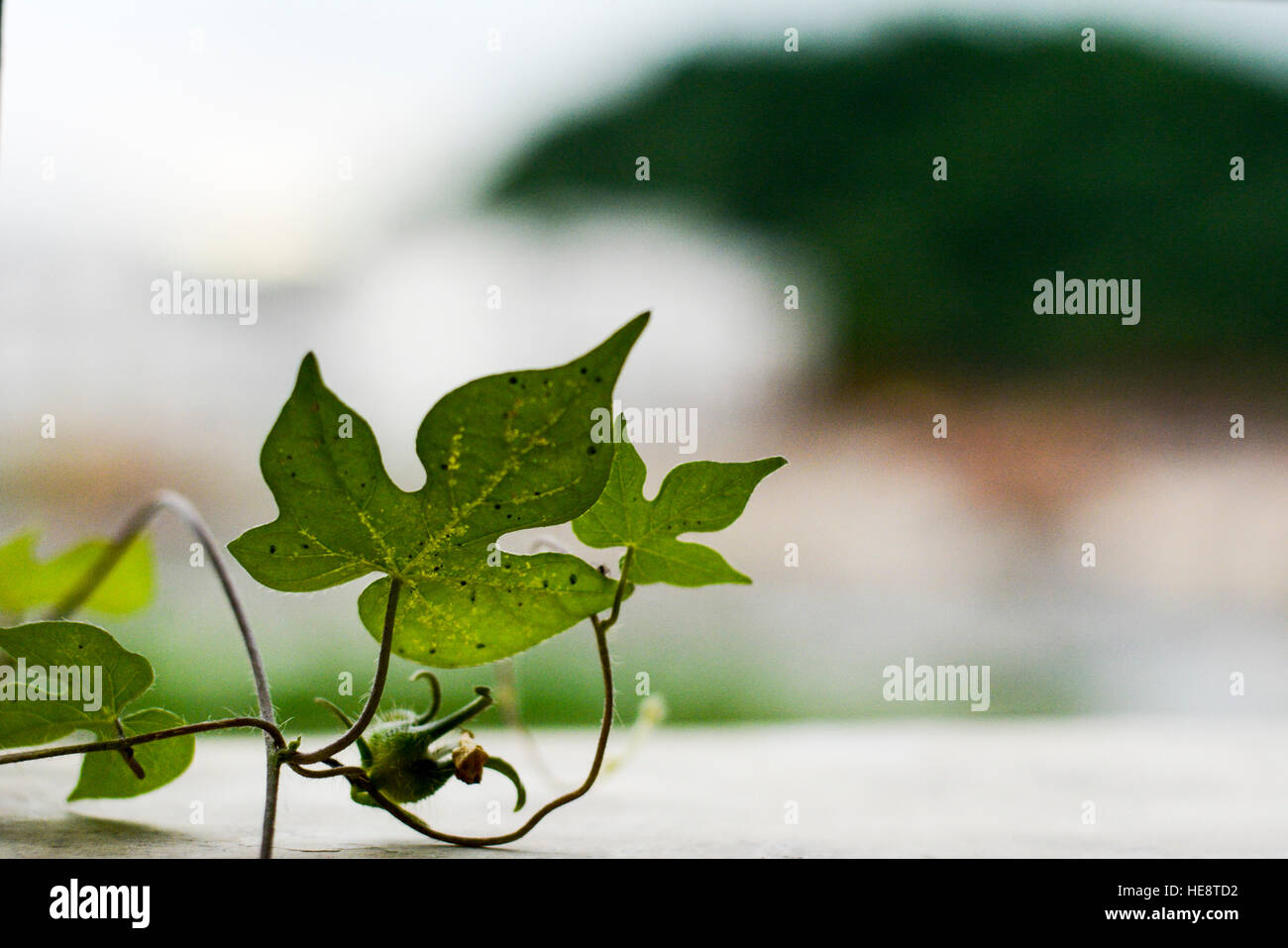 Creamy bokeh background hi-res stock photography and images - Alamy
