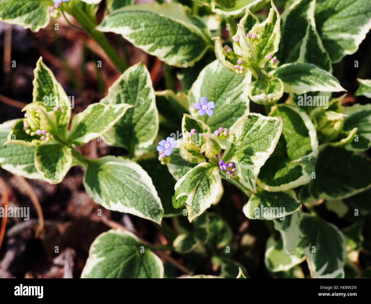 Brunnera macrophylla 'Variegata' Siberian Bugloss Stock Photo - Alamy