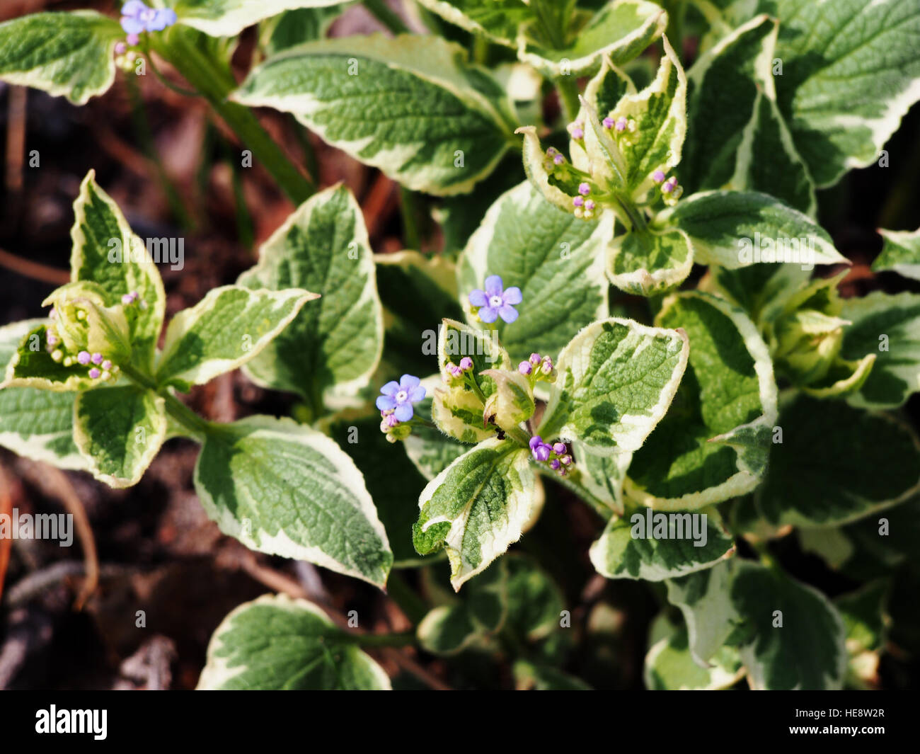 Brunnera macrophylla 'Variegata' Siberian Bugloss Stock Photo - Alamy