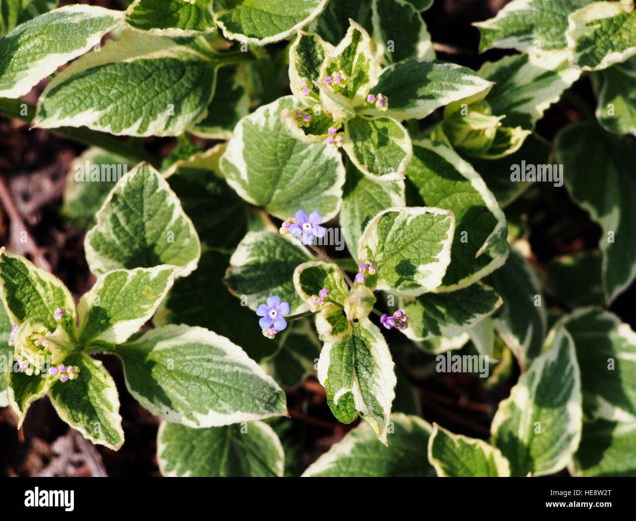 Brunnera variegata hi-res stock photography and images - Alamy