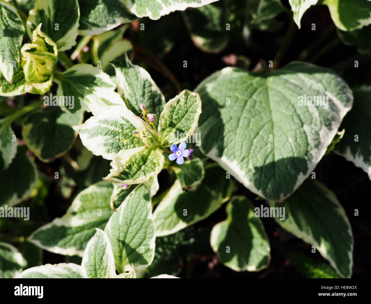 Brunnera macrophylla 'Variegata' Siberian Bugloss Stock Photo - Alamy