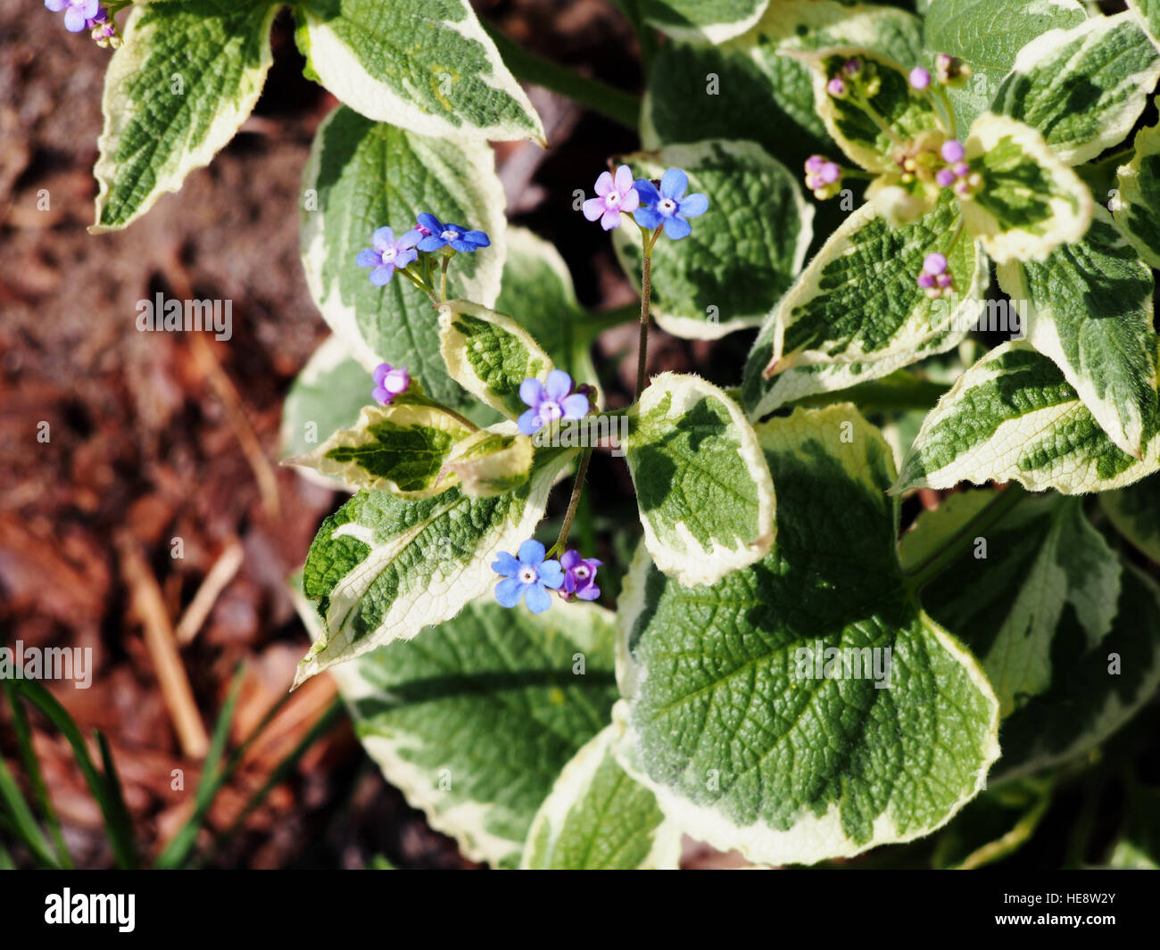 Brunnera macrophylla 'Variegata' Siberian Bugloss Stock Photo - Alamy