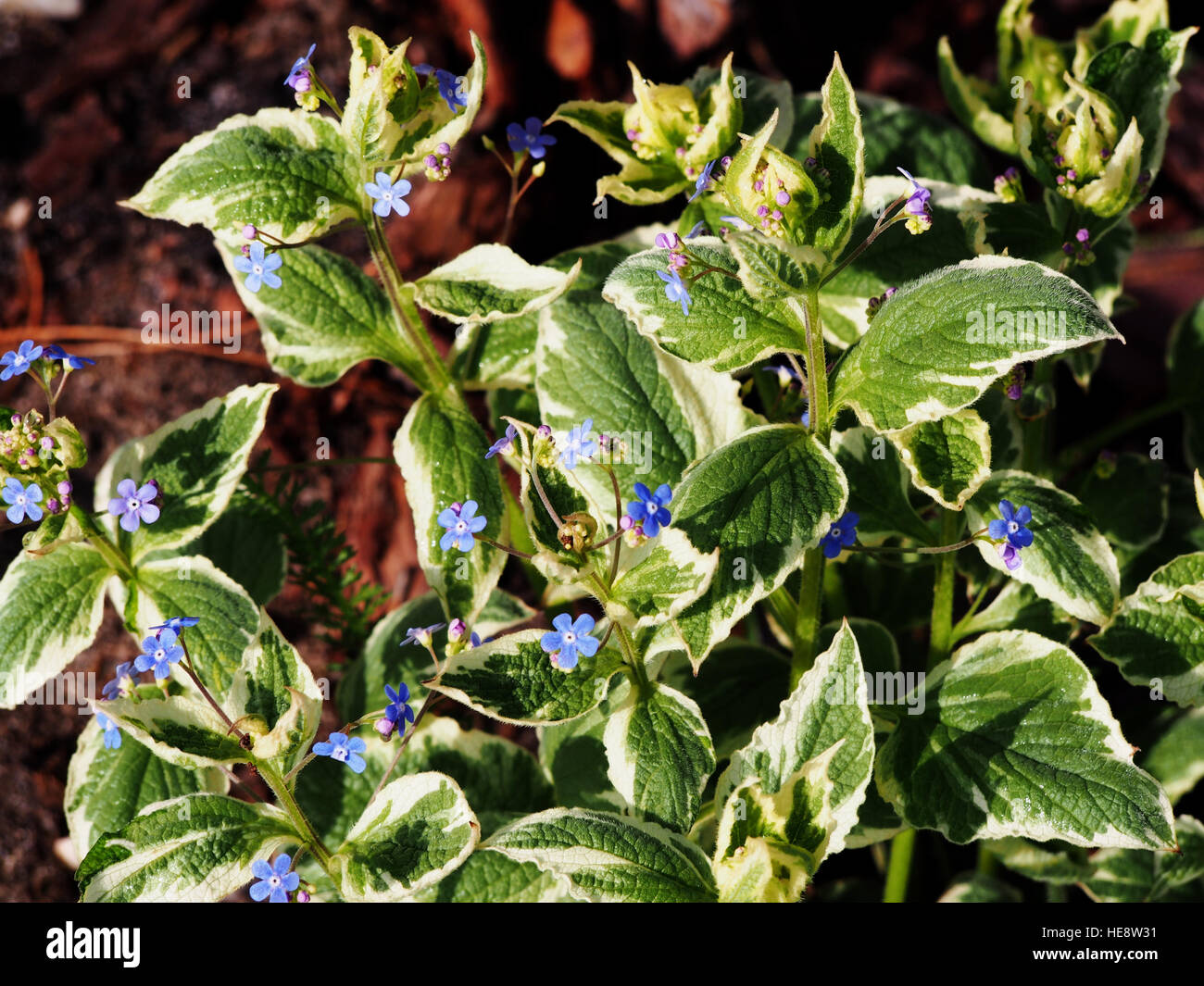 Brunnera macrophylla 'Variegata' Siberian Bugloss Stock Photo - Alamy