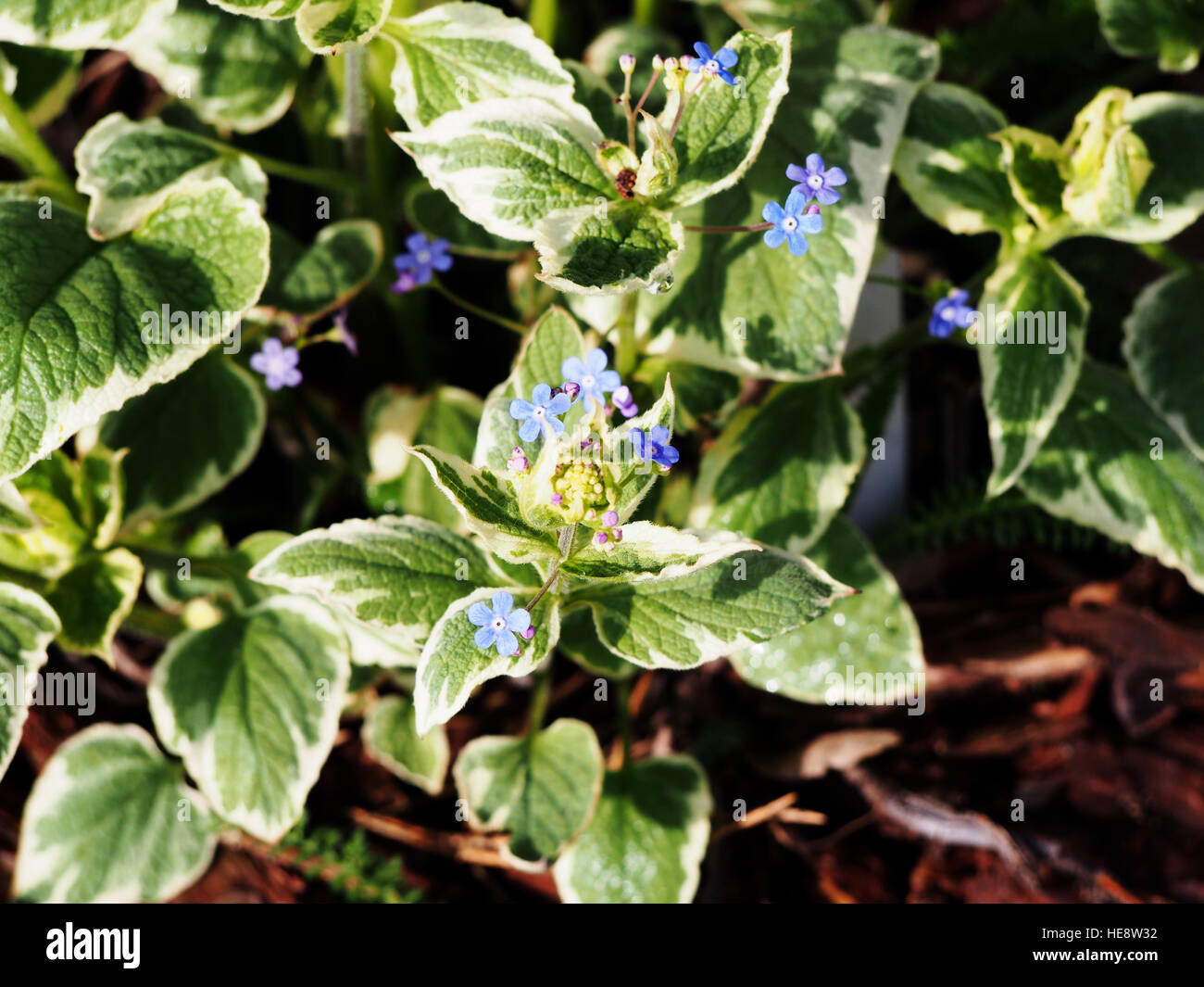 Brunnera macrophylla 'Variegata' Siberian Bugloss Stock Photo - Alamy