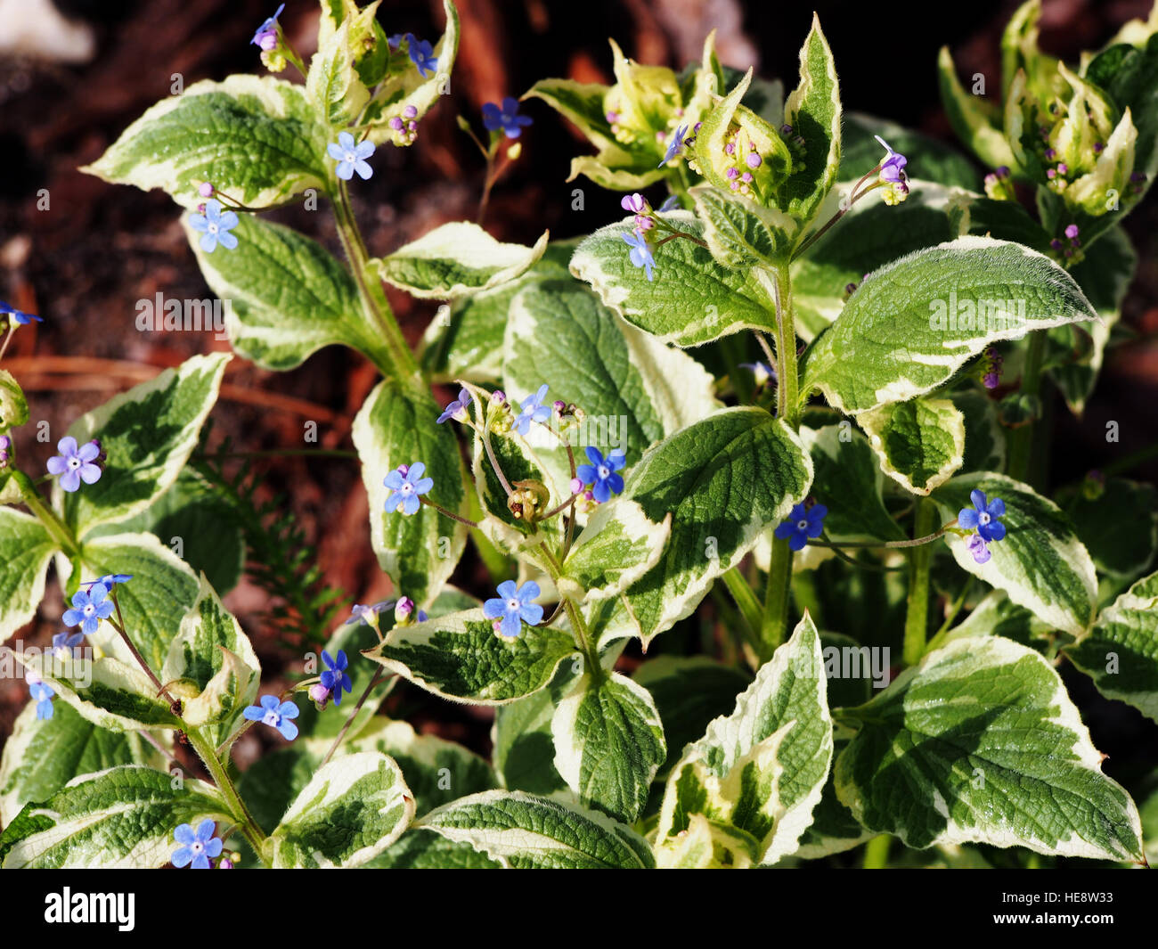 Brunnera macrophylla 'Variegata' Siberian Bugloss Stock Photo - Alamy