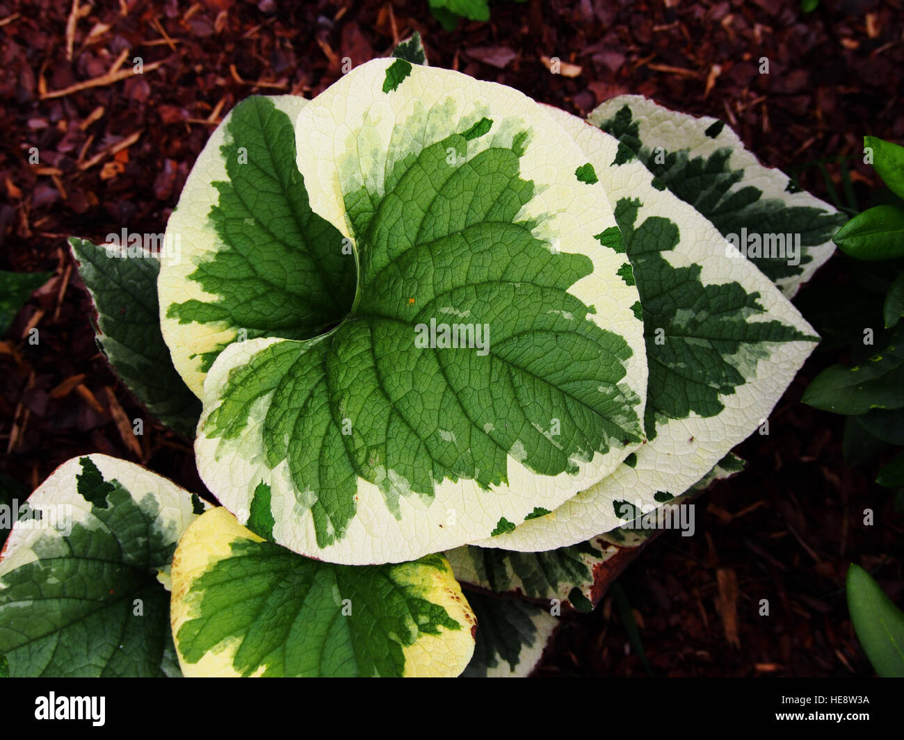 Brunnera macrophylla 'Variegata' Siberian Bugloss Stock Photo - Alamy