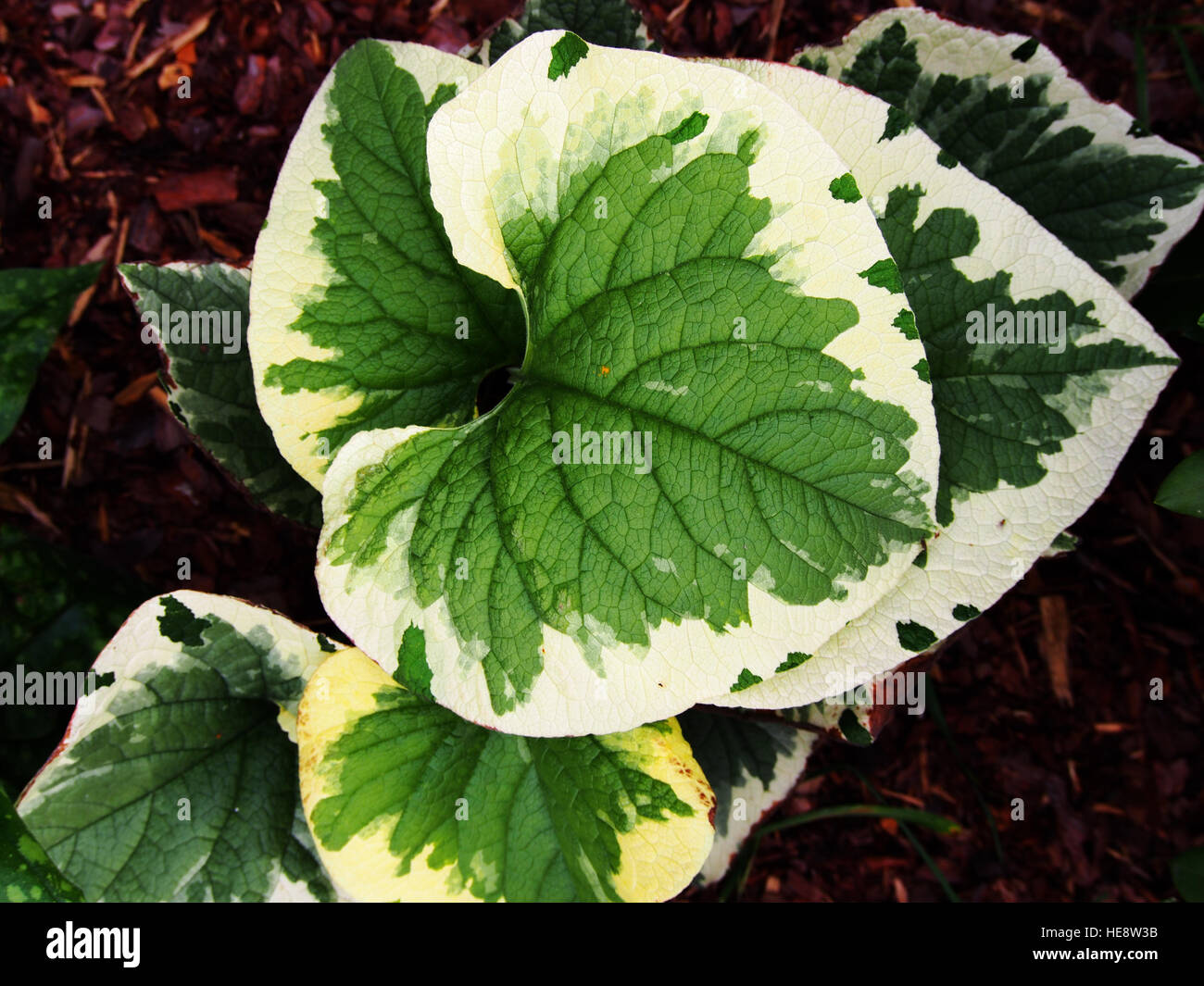 Brunnera macrophylla 'Variegata' Siberian Bugloss Stock Photo - Alamy