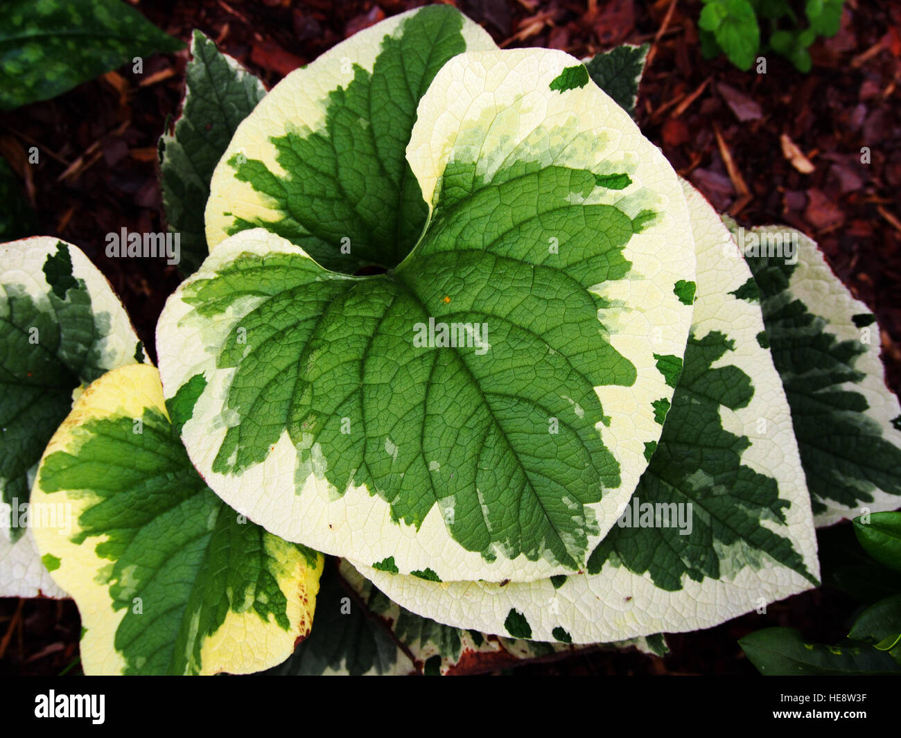 Brunnera macrophylla 'Variegata' Siberian Bugloss Stock Photo - Alamy