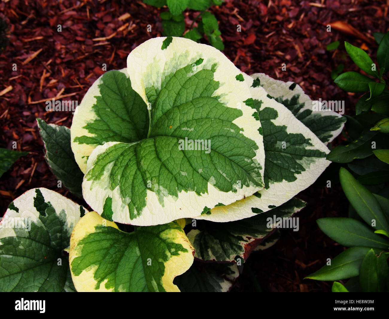 Brunnera macrophylla 'Variegata' Siberian Bugloss Stock Photo - Alamy