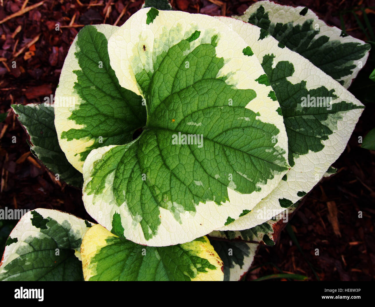 Brunnera macrophylla 'Variegata' Siberian Bugloss Stock Photo - Alamy