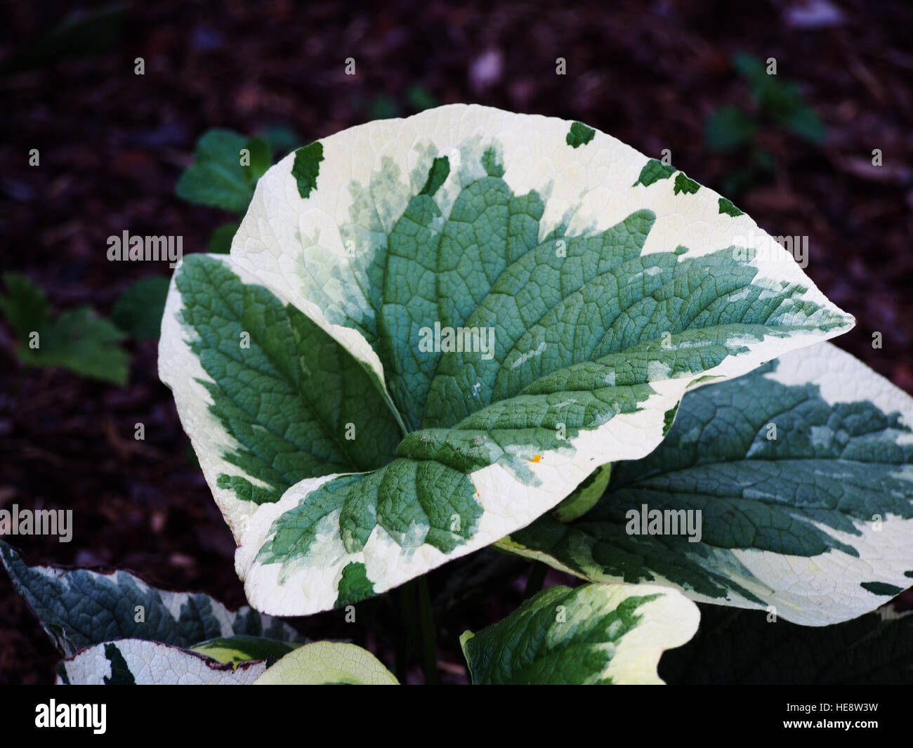 Brunnera macrophylla 'Variegata' Siberian Bugloss Stock Photo - Alamy