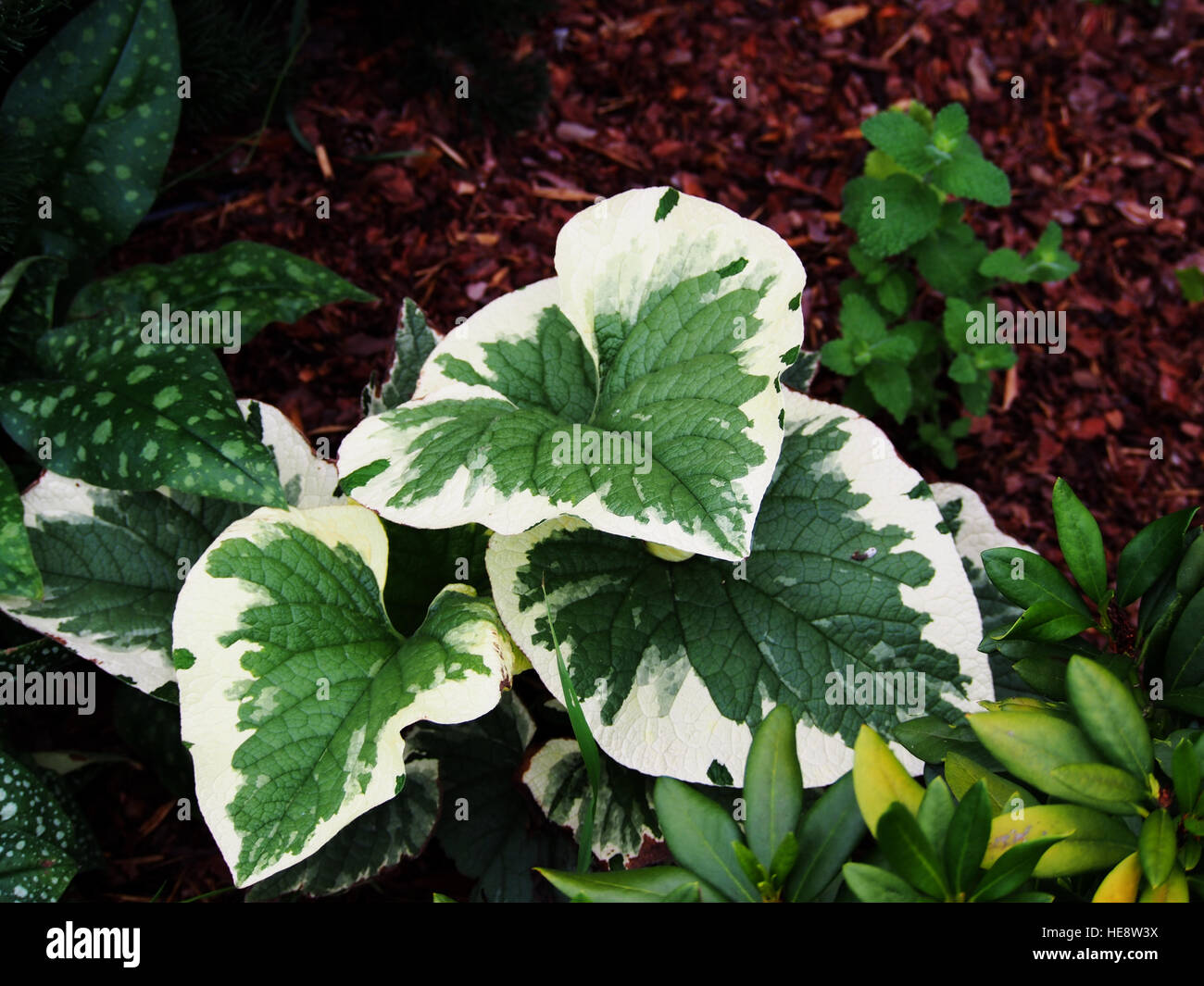 Brunnera macrophylla 'Variegata' Siberian Bugloss Stock Photo - Alamy