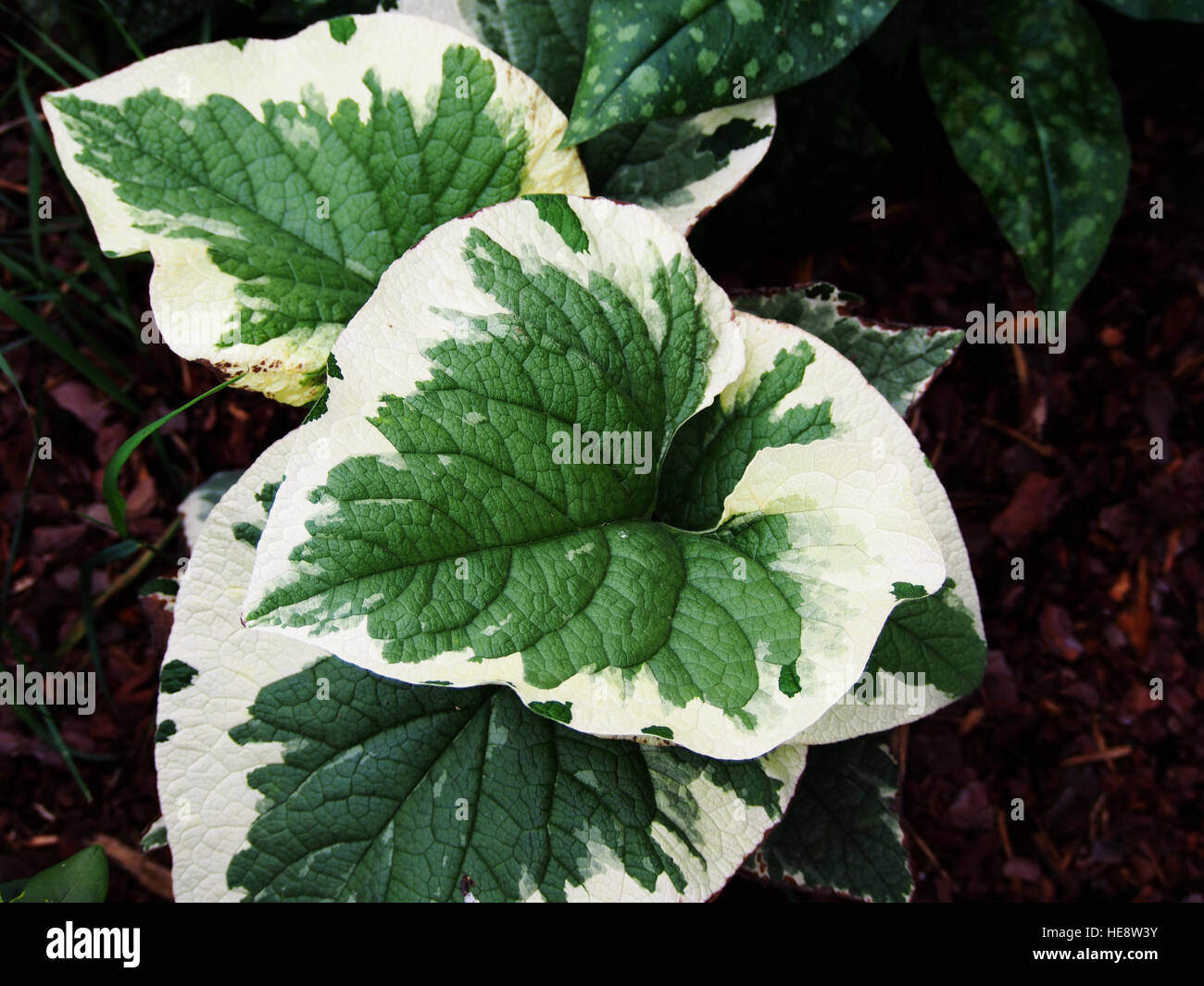 Brunnera macrophylla 'Variegata' Siberian Bugloss Stock Photo - Alamy