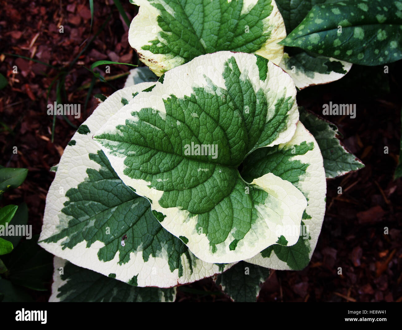Brunnera macrophylla 'Variegata' Siberian Bugloss Stock Photo - Alamy