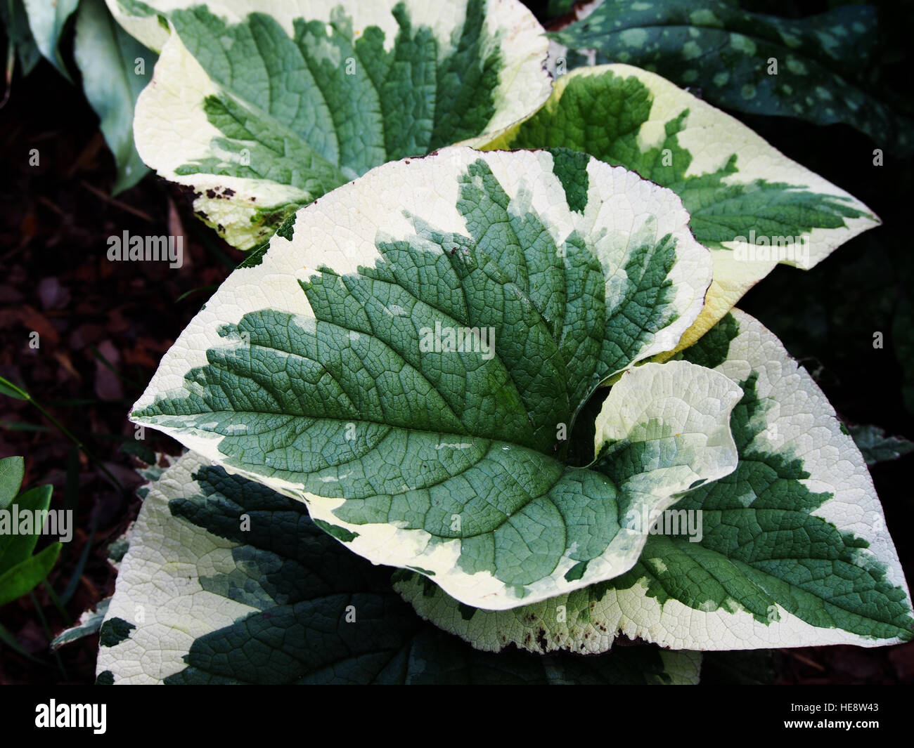 Brunnera macrophylla 'Variegata' Siberian Bugloss Stock Photo - Alamy