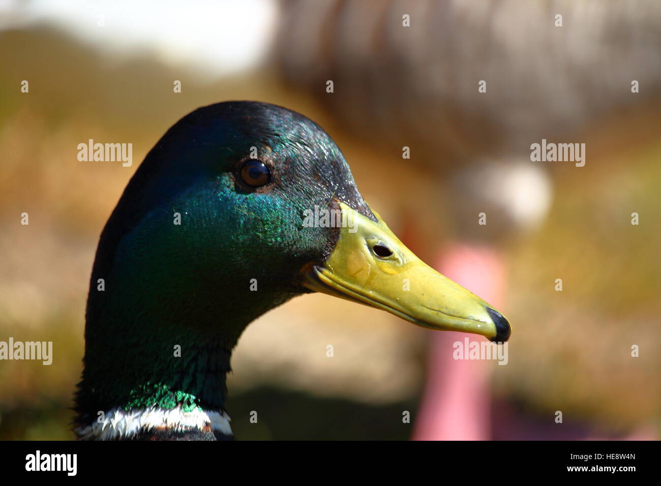 Wild duck portrait Stock Photo - Alamy